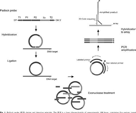 Figure 1 From A Universal Microarray Detection Method For