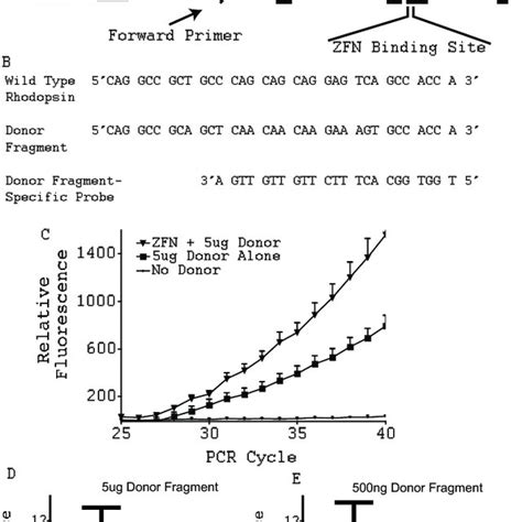 Quantitative Real Time Pcr Using An Allele Specific Probe To Homologous