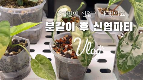 분갈이 후 신엽이 3일만에 나왔어요신엽파티 희귀식물 신엽 식집사 Youtube