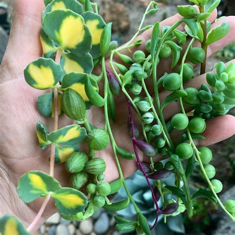 Trailing Succulents Etsy