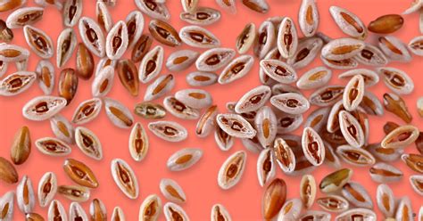 Vitacel® P Psyllium Vitacel® P Psyllium