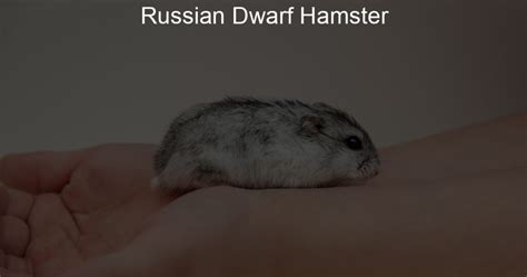 What Is A Dwarf Hamster Lil Hamster Love