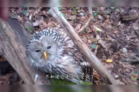 好可爱小主人对着猫头鹰亲了一下猫头鹰的反应太逗了 猫头鹰 反应