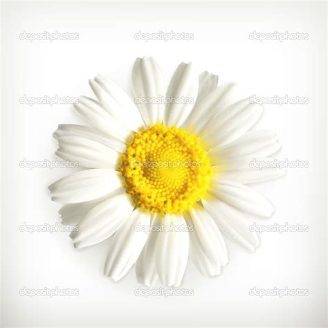 Ромашка векторные — Векторное изображение © Natis76 31521003