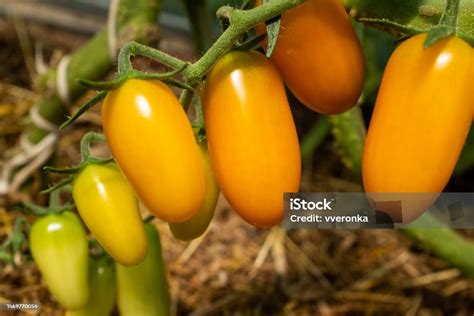 숙성 오렌지 토마토 클로즈업 출판 디자인 포스터 달력 게시물 화면 보호기 벽지 엽서 배너 표지를 위한 지점에 밝은 토마토의 배경 고품질 사진 날것에 대한 스톡 사진 및 기타