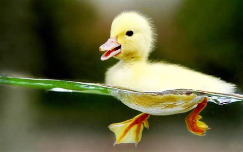 200 Duck Backgrounds