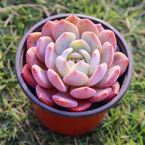 雪天使老桩雪天使缀化大山谷图库