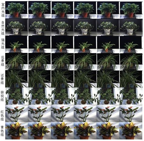 基于padc Pcnn与平稳小波变换多焦距绿色植株图像融合算法