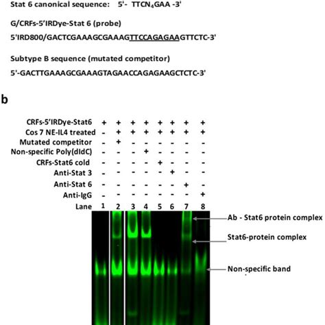 Strain Specific Sequence Motif For The Binding Site For Stat6 Download Scientific Diagram