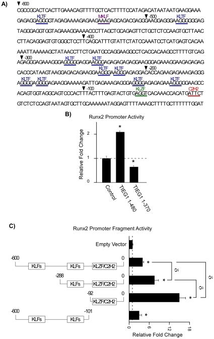 A Putative Krüppel Like Transcription Factor Binding Sites Located