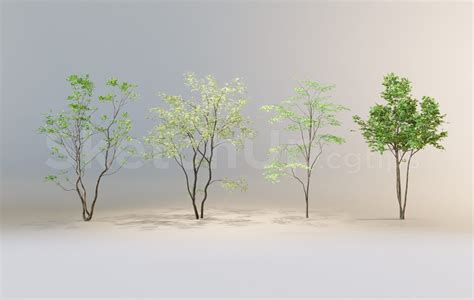 Best 13 6952 Free Sketchup Trees Models Download Artofit