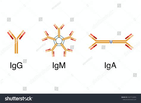 Antibodies Structure Igg Igm Iga Stock Vector Royalty Free 1827152855