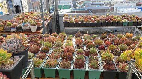 매일봐도 다르게 보이는 사랑둥이들~🍀 솜니엄 샤넬뮤즈 골드피치 먼로 까르띠에 Youtube