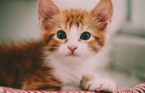 100 красивых имен кличек для кошек и котят девочек
