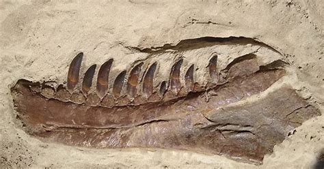 T 렉스 950만 년 빨라…눈 주위에 뿔난 신종 육식 공룡 발견 [다이노 ]