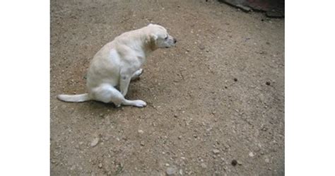 Кучето ви може да окуцее от възпалени околоанални жлези Български Фермер