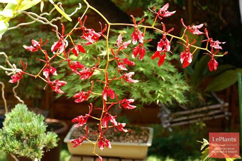 Ренантера ярко-красная (Renanthera coccinea) — описание, выращивание ...