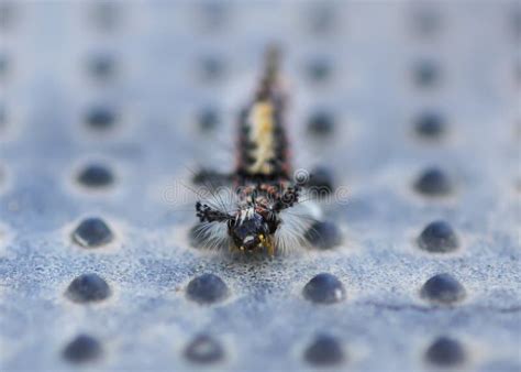 The Caterpillar Orgyia Antiqua Rusty Tussock Moth Or Vapourer Stock