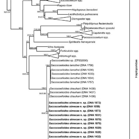 Maximum Likelihood Tree And Consensus Bayesian Inference Trees Inferred