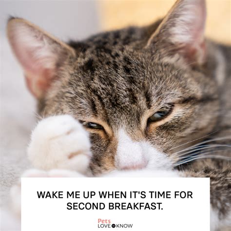 Good Morning Cat Meme Cat Good Morning Funny Hukrpz