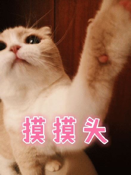 摸摸头 可爱猫咪举起小爪配文摸摸头尽显温柔可爱表情包图片gif动图 求表情网 斗图从此不求人