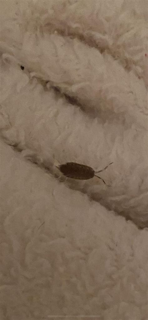 Roach Infestation Rexterminators