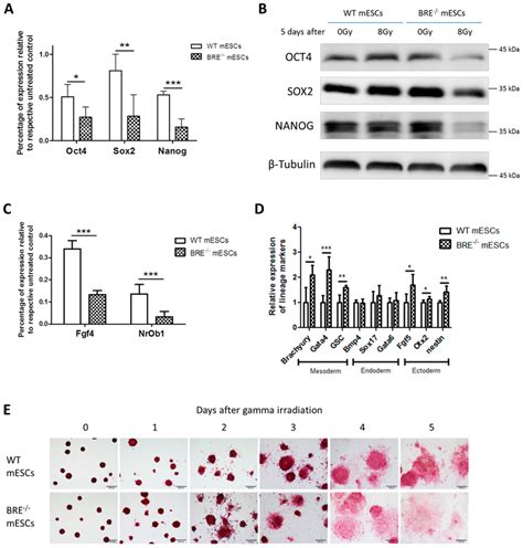 Expressions Of Pluripotency Associated Genes Were Sufficiently Download Scientific Diagram