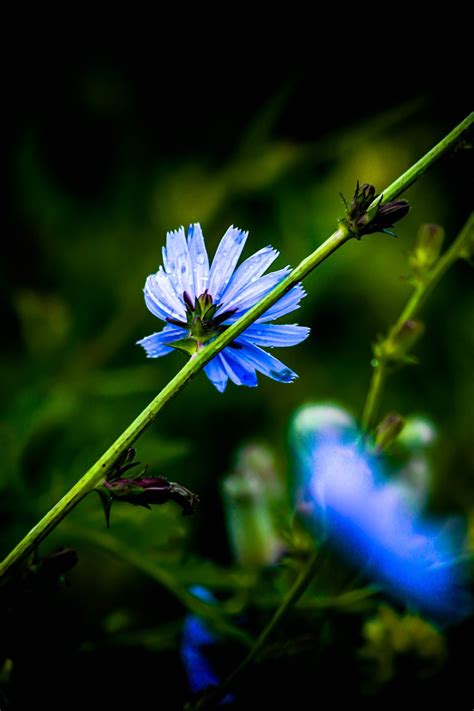 矢车菊 花 蓝花 Pixabay上的免费照片 Pixabay