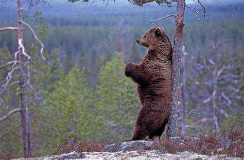 Finnish Animals At Sandra Moody Blog
