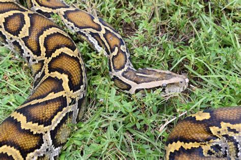 Why Is The Burmese Python Invasive Impact Guide