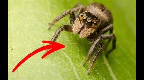 რატომ არ უნდა მოვკლათ არავითარ შემთხვევაში ობობა სახლში ეს აუცილებლად უნდა იცოდეთ Youtube