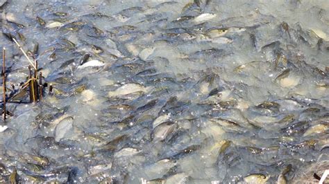 Mass Carp Spawning Events Hit Murray Darling River Basin Waterways