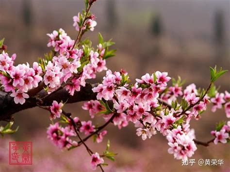 布经色彩桃红初探 知乎