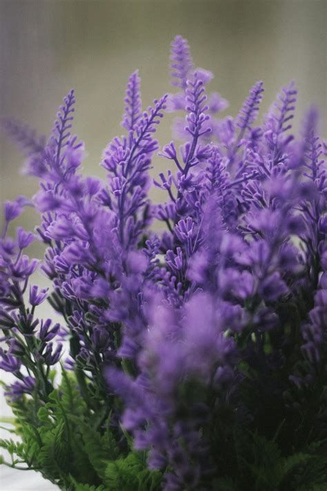 계절 꽃 사진 꽃 장식 꽃꽂이 꽃무늬 꽃이 피는 녹지 다년생 라반둘라 라벤더 라벤더 꽃다발 라벤더 꽃밭 라벤더 오일 무성한 밝은 색 보라색