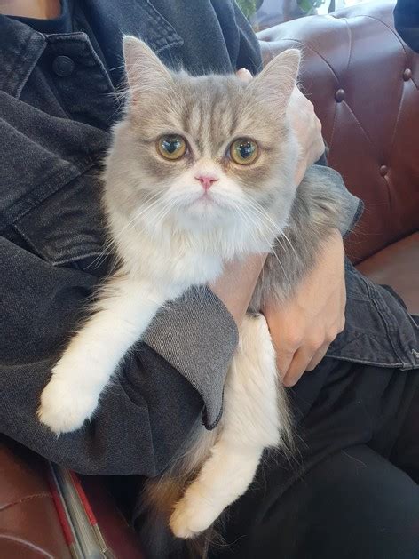 브리티시롱헤어 샐라 말티즈분양가격 말티푸분양가격 비숑프리제분양가격 미니비숑프리제분양가격 포메라니안분양가격 푸들분양가격 토이푸들분양가격 골든리트리버분양가격 래브라도리트리버분양