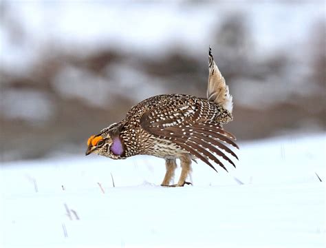Columbian Sharp Tailed Grouse Wild Sprout