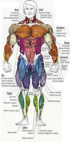 Major Muscles Of The Body With Their Common Names And Scientific