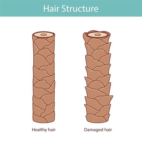 Scalp Cross Section Images Free Download On Freepik