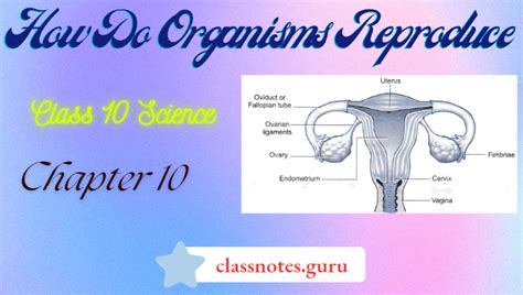NCERT Solutions For Class Science Chapter How Do Organisms Reproduce Class Notes