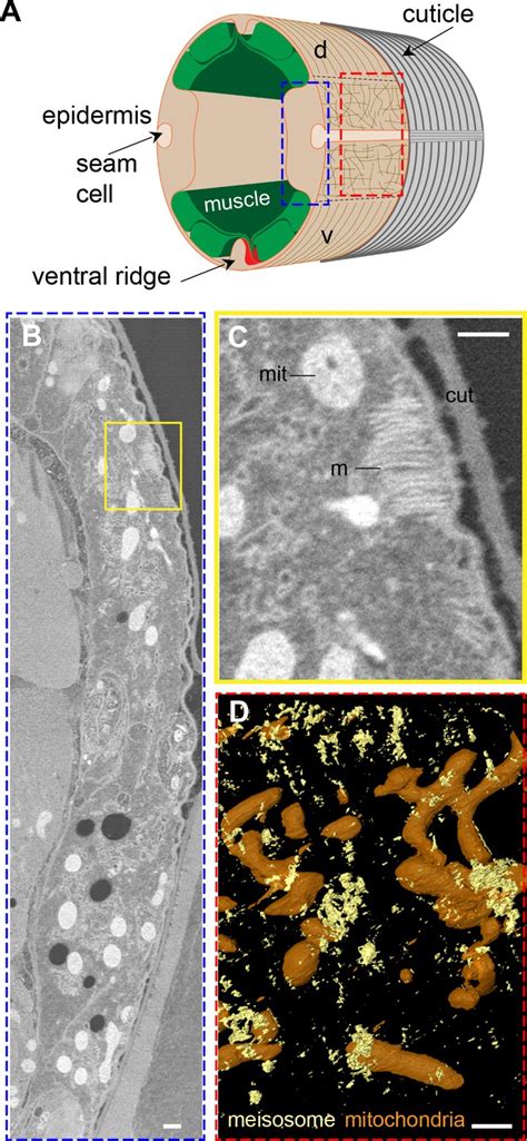 Figures And Data In Meisosomes Folded Membrane Microdomains Between