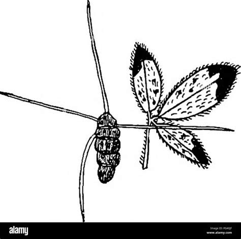 This Text Covers Plant Diseases Caused By Parasitic Organisms Such As Fungi Bacteria And Algae