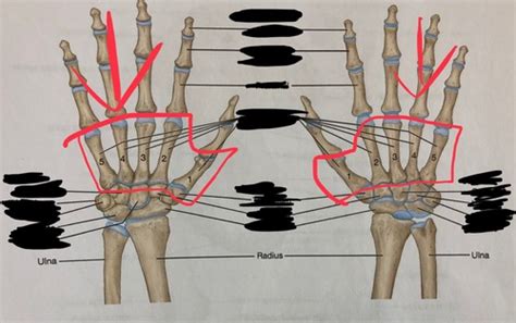 Metacarpal Bones Phalanges Flashcards Quizlet