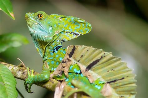 Costa Rica Natuur Dit Zijn De Mooiste Nationale Parken Travellust Nl