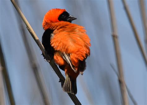 Details Southern Red Bishop Birdguides