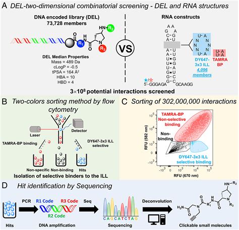 Dna Structure D Labeled