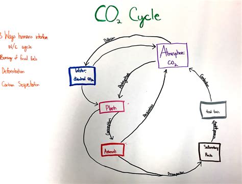 Carbon Cycle Diagram Blank