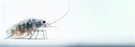 Will Copepods Breed In My Tank What You Need To Know