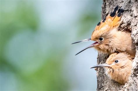 戴胜鸟幼崽高清桌面壁纸图片3配图网