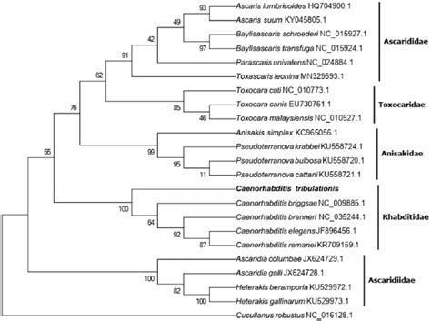 Phylogenetic Tree Constructed For 22 Nematode Species Including C