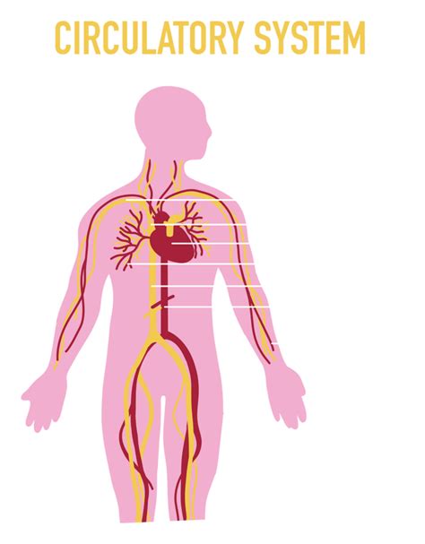 Human Circulatory System